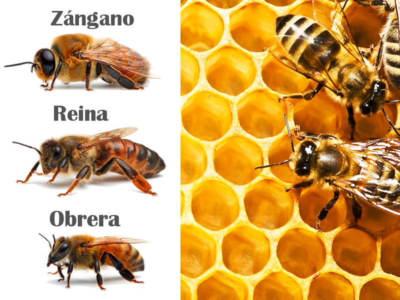 Datos interesantes acerca de: LAS ABEJAS - Periódico de Izcalli